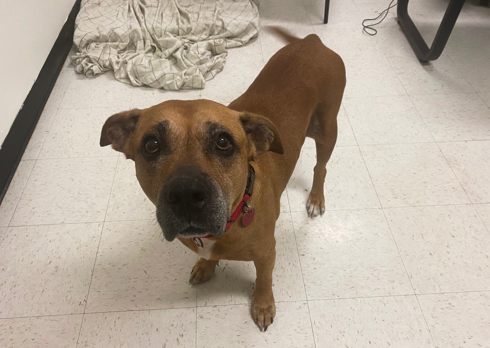 ACCT Philly is paying people to foster dogs, cats amid overcrowding - WHYY