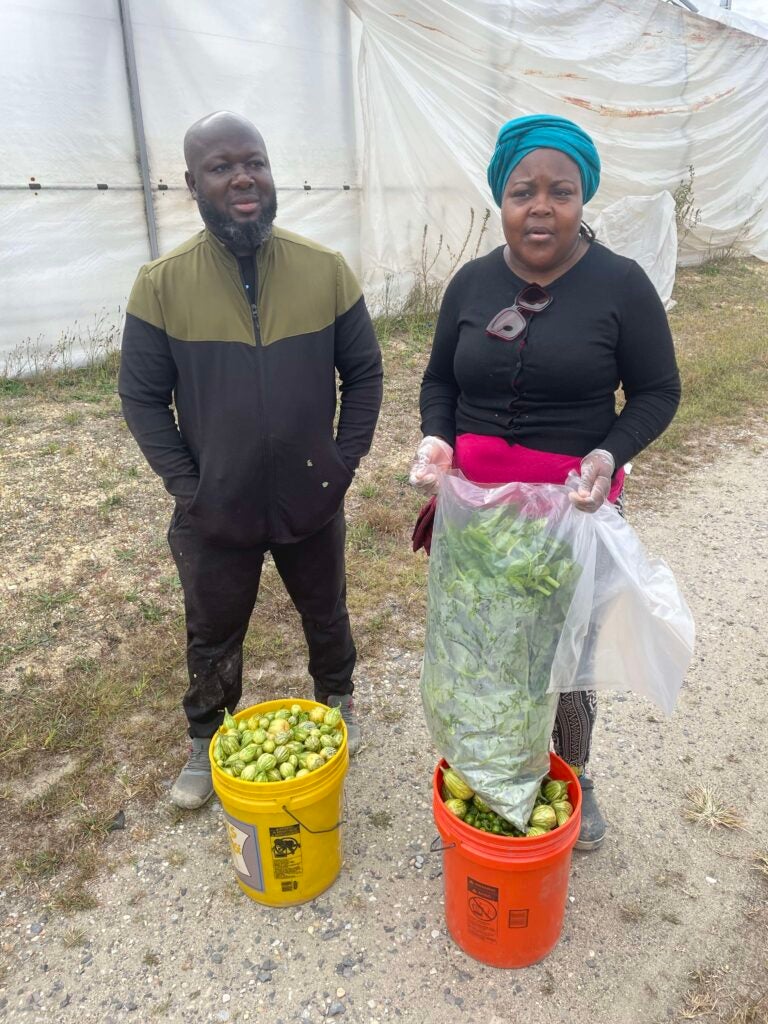 From Liberia to New Jersey: Morris Gbolo Brings World Crops to Local ...