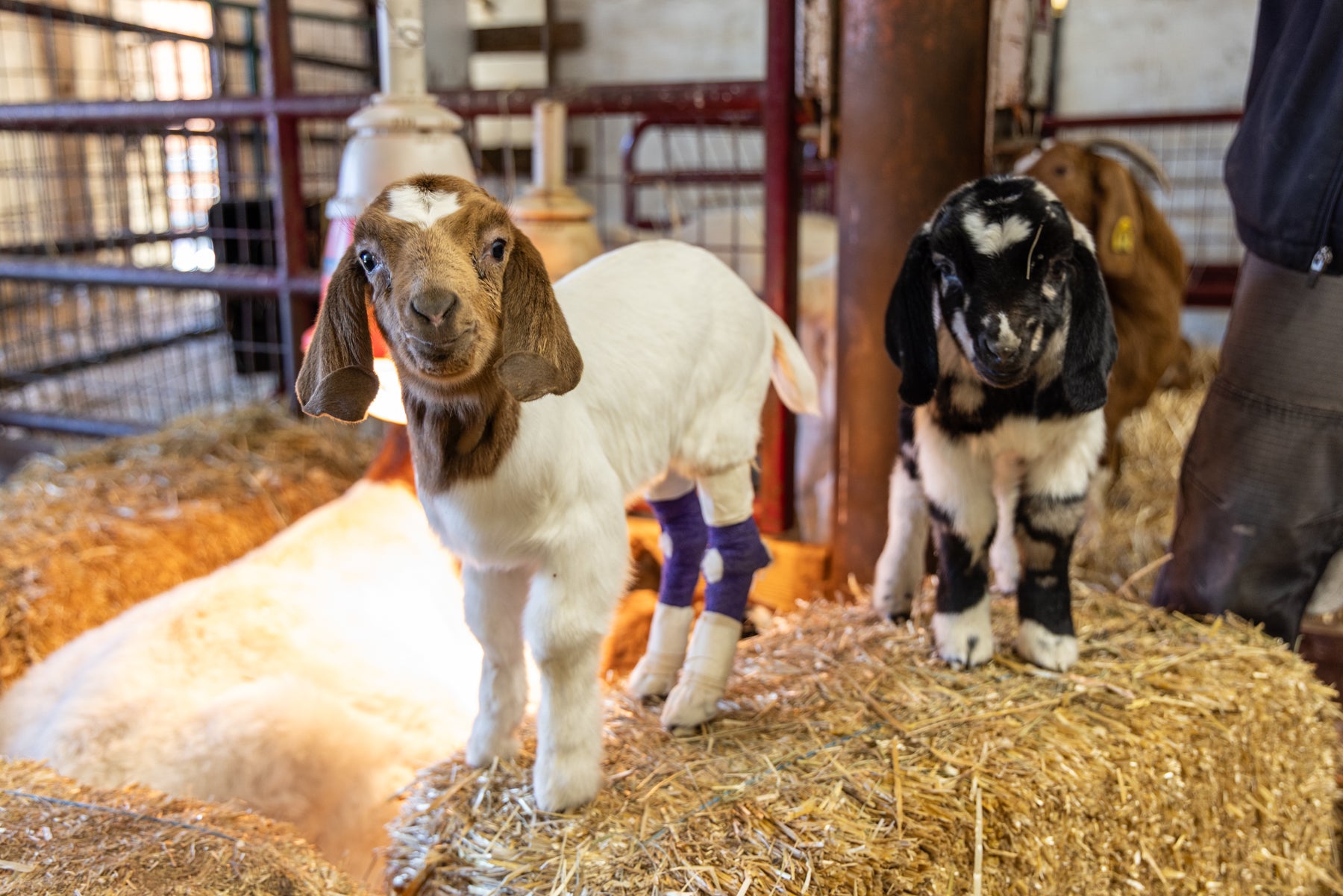 Philly Fox Chase Farm helps students learn about farming careers - WHYY