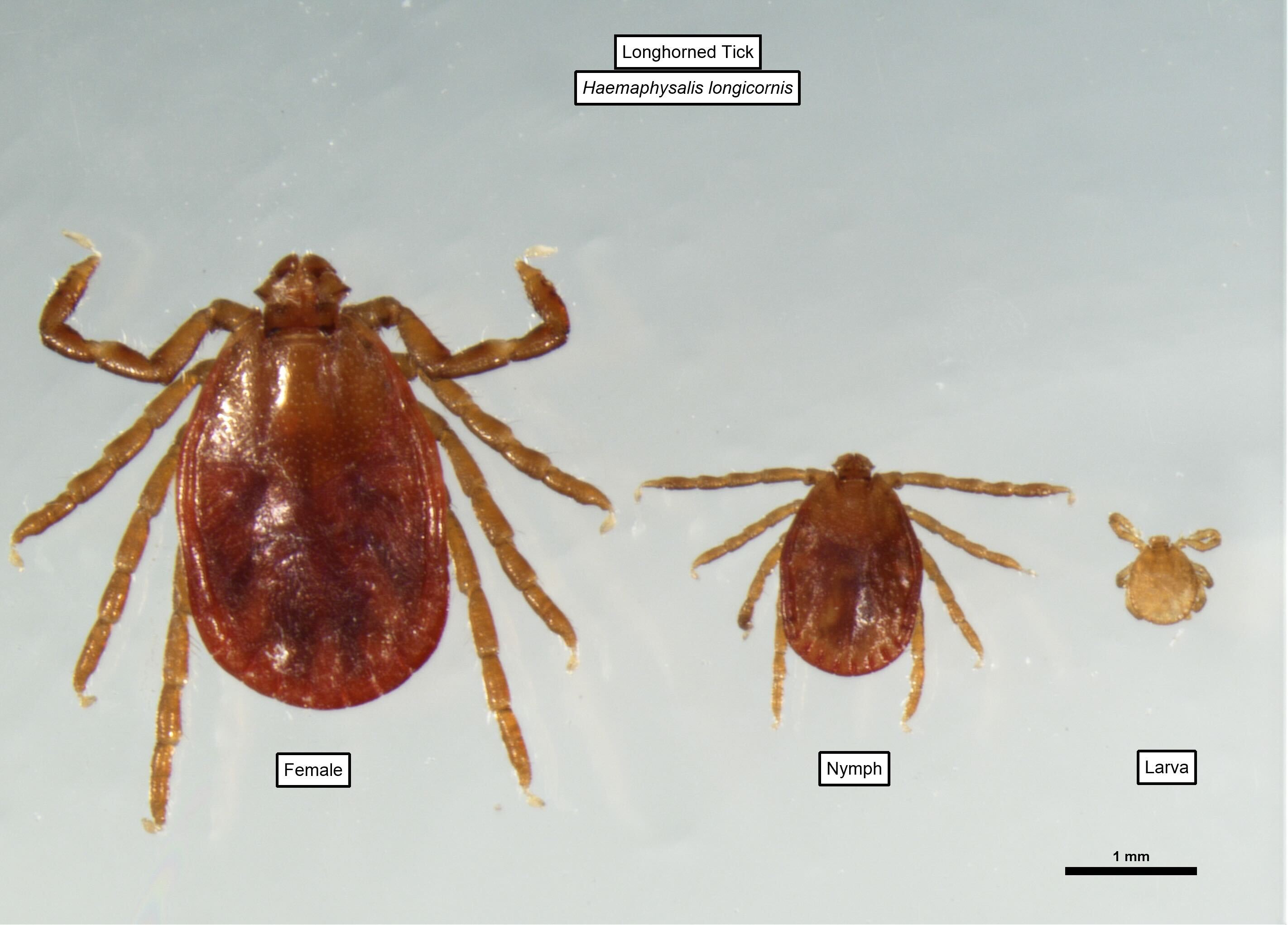 Asian longhorned tick spreading through Pa. forests - WHYY