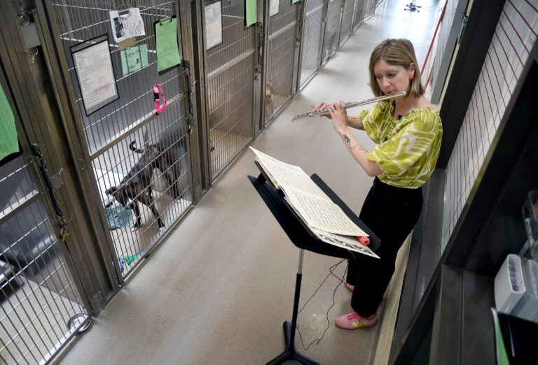 Volunteers use music to soothe stressed shelter animals - WHYY