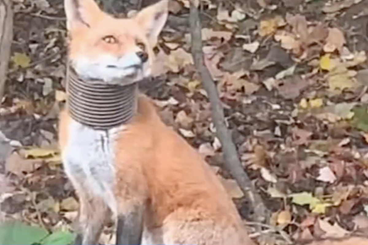 Fox with plastic tube around neck sparks concern in Broomall - WHYY