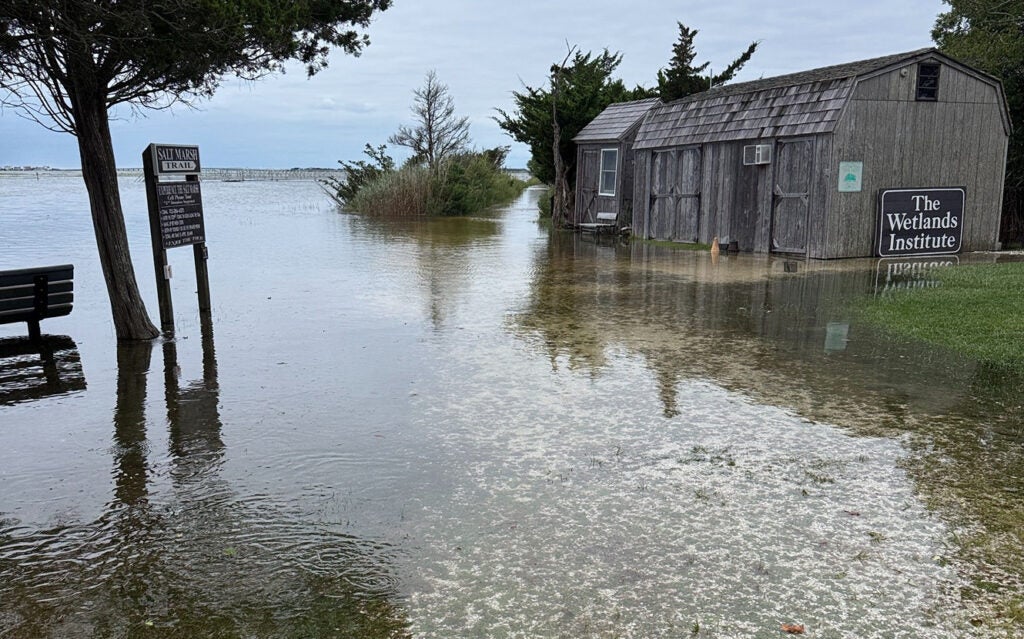 NJ to restore salt marshes, Scotch Bonnet Island - WHYY