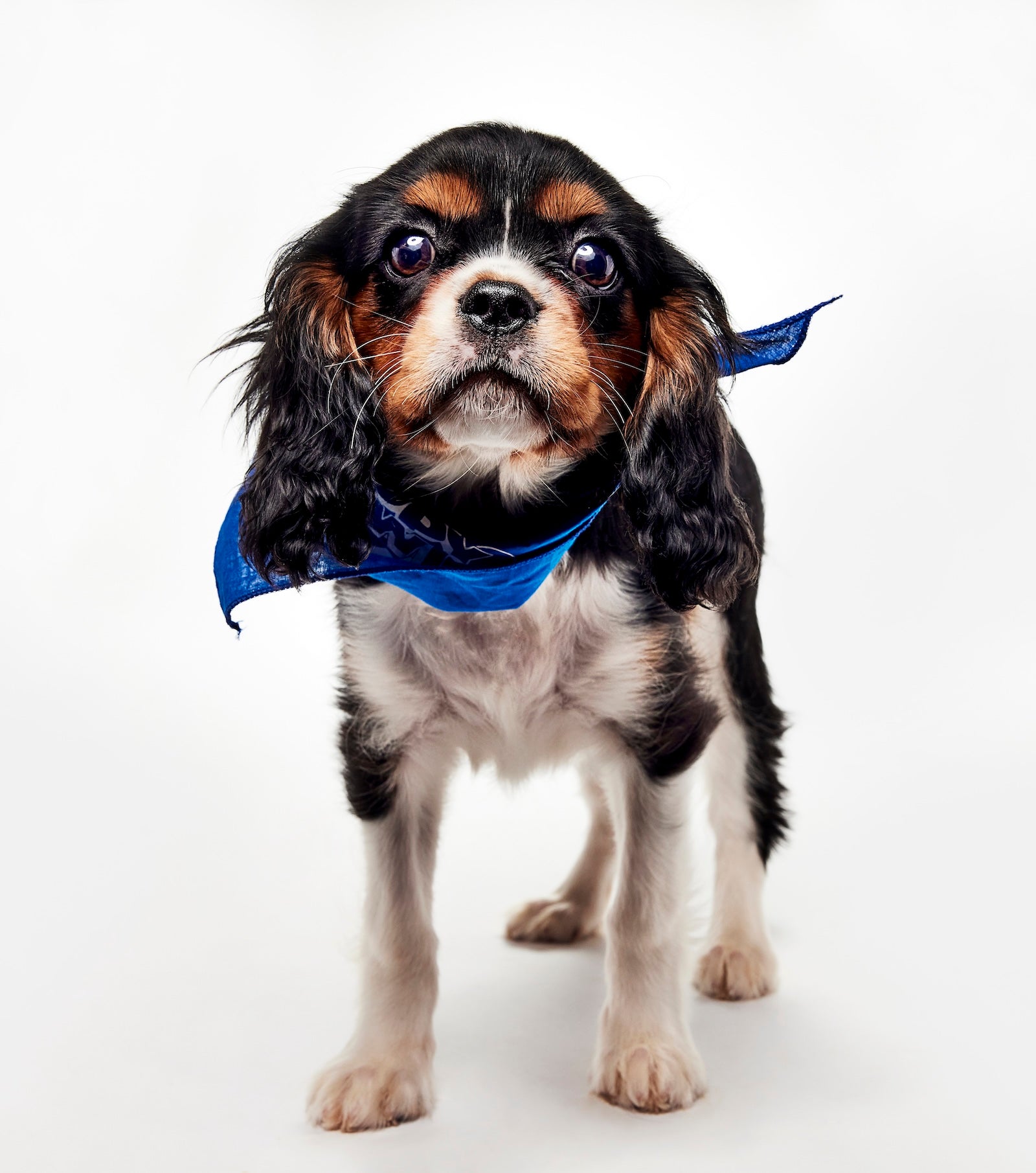 Puppy Bowl 2026: Philly-area shelter dogs to compete - WHYY