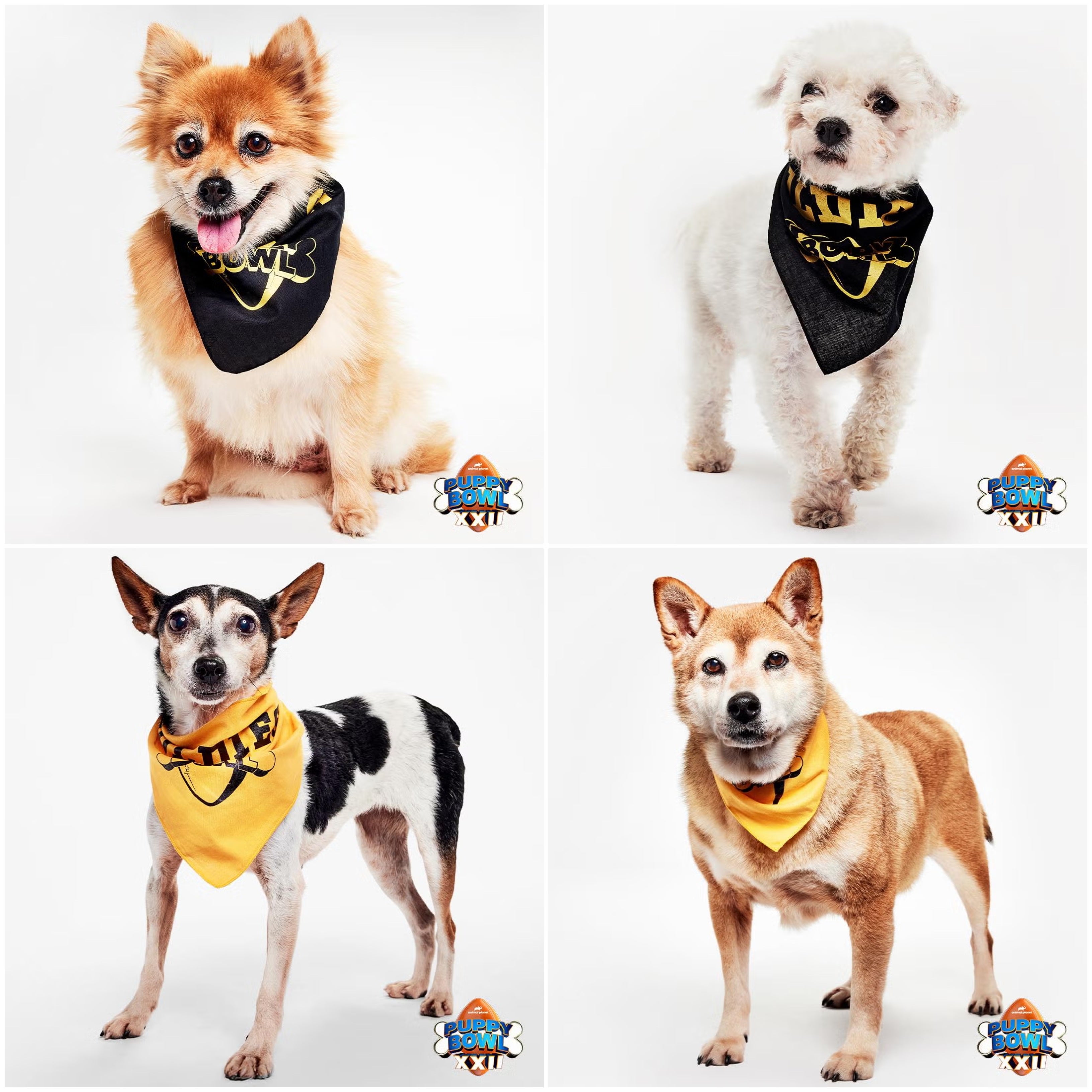 Puppy Bowl 2026: Philly-area shelter dogs to compete - WHYY